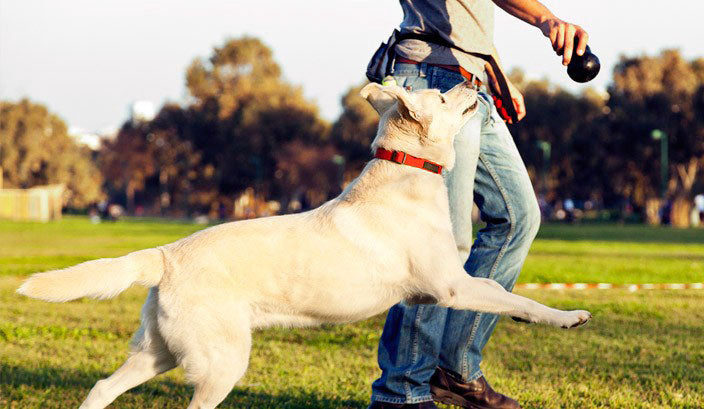 PetSpy® E-Collars - Official Manufacturer Website – Aerosmith LLC