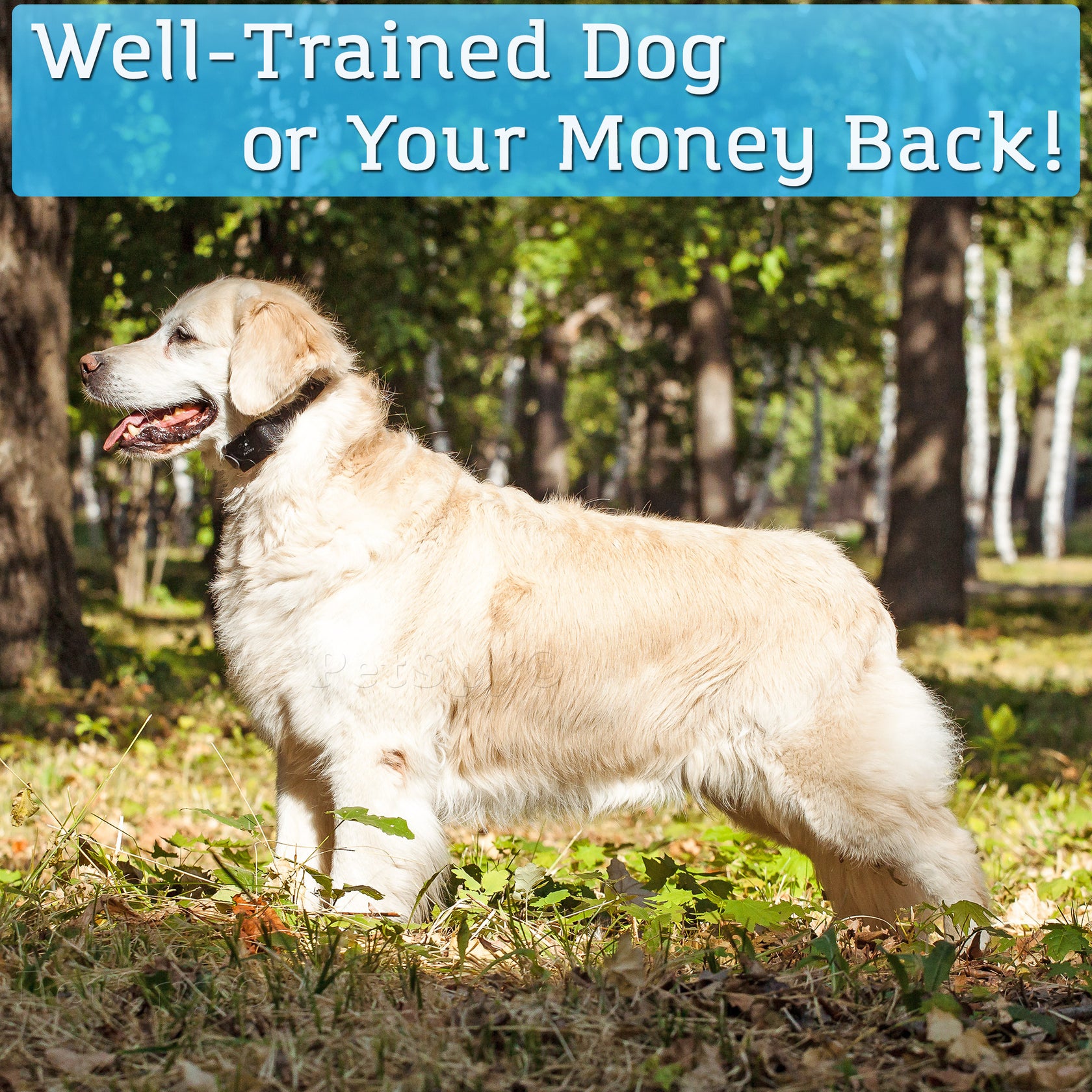 PetSpy Collar: Petspy shock collar & Petspy dog training collar ...